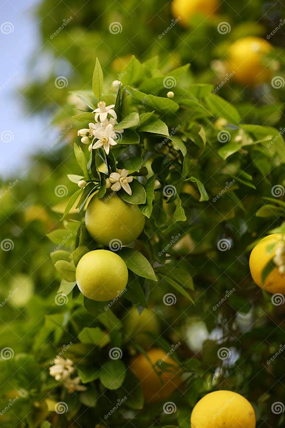 Citrus tree stock photo. Image of harvest, closeup, beautiful - 4671738