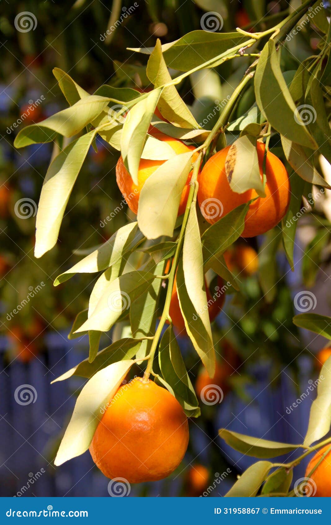 Citrus tree stock image. Image of south, sweet, fruit - 31958867