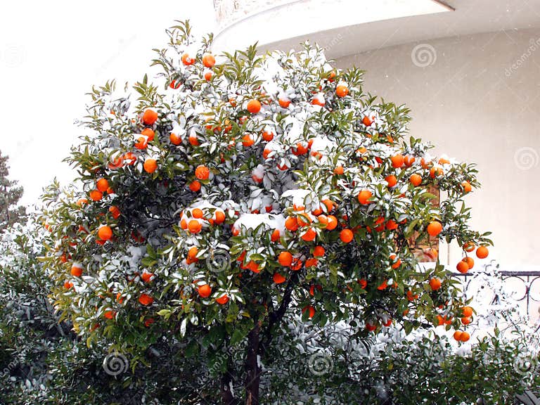 Citrus Tree Covered in Snow Stock Photo - Image of athens ...