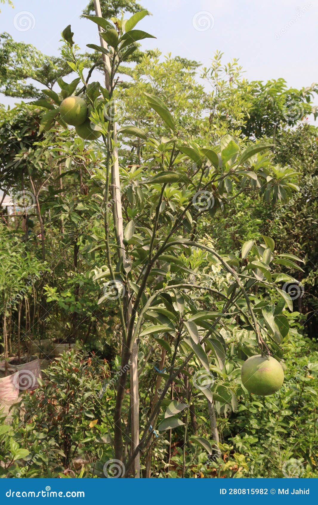 Citrus on Tree in Farm for Harvest Stock Photo - Image of green, orange ...