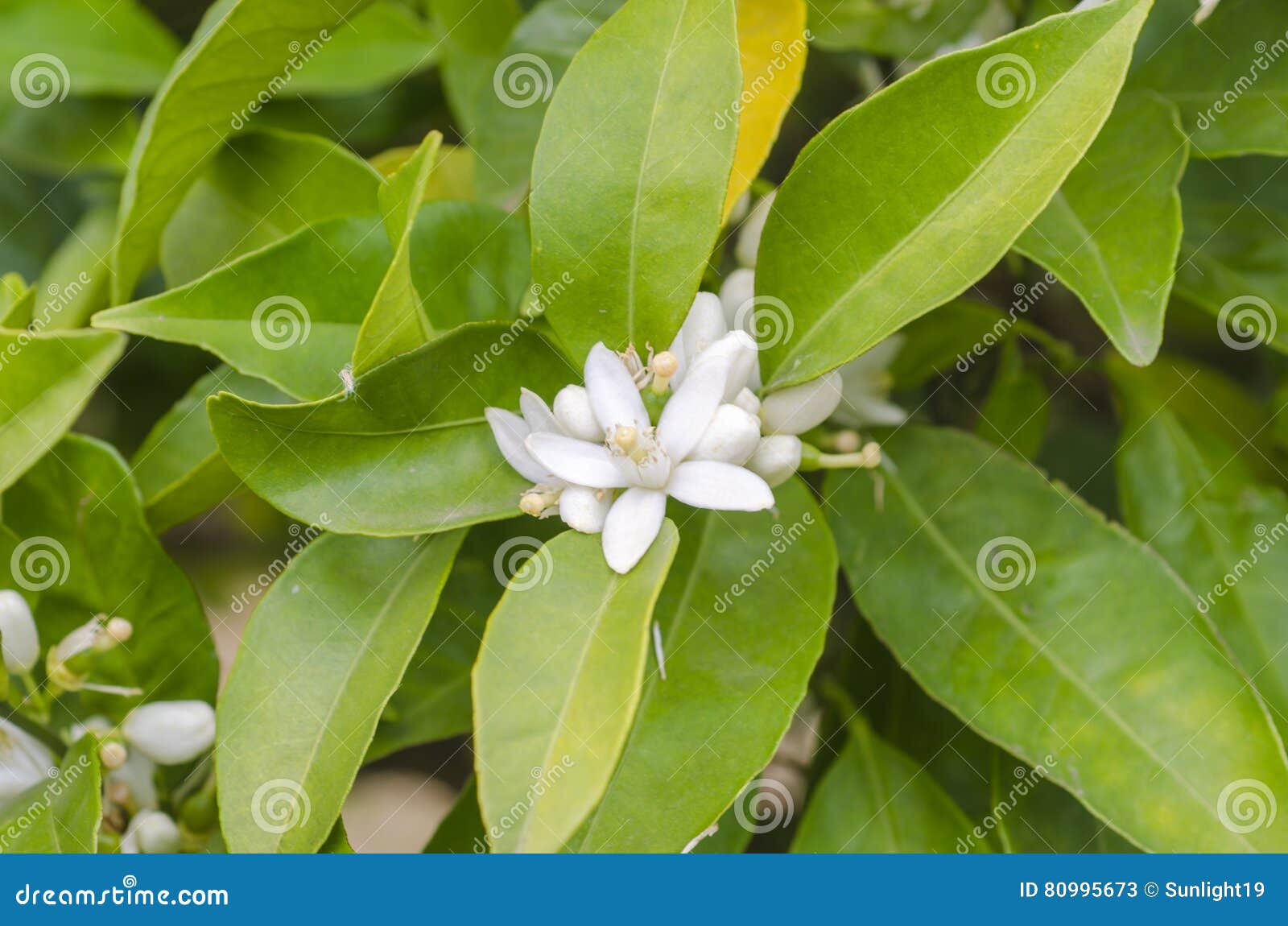 Citrus Tree Flower, Azahar Blossom. Stock Image - Image of green, costa ...
