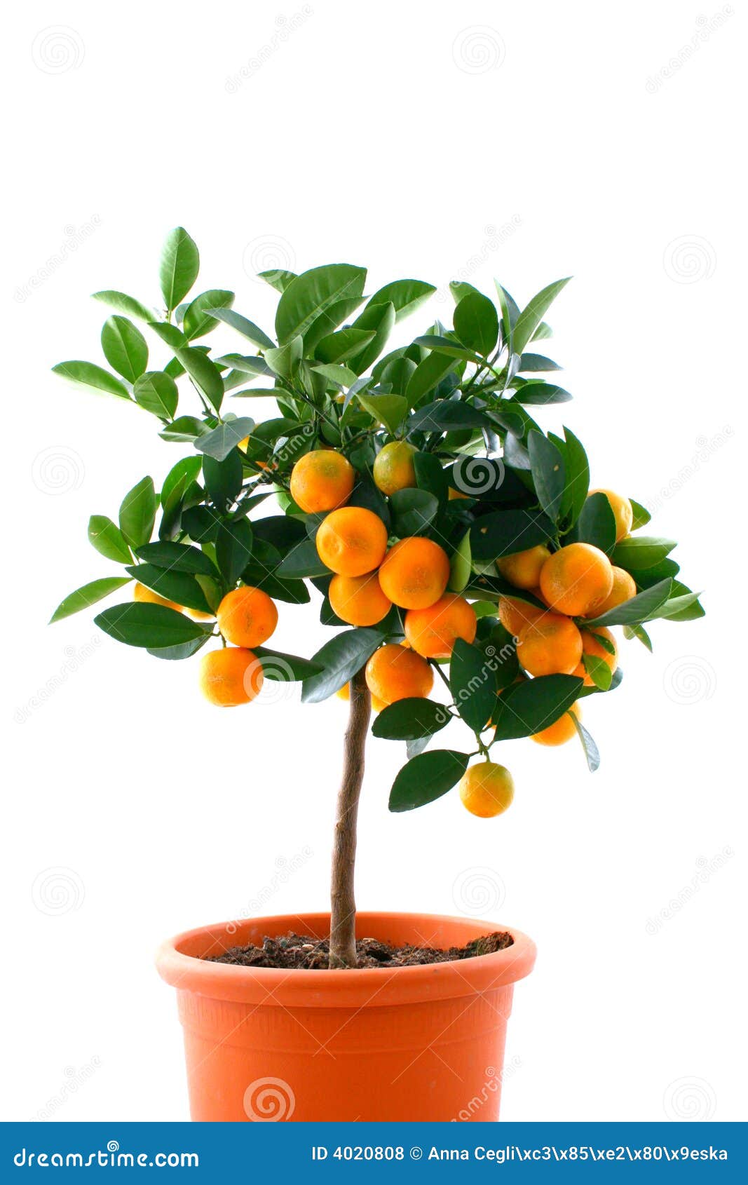 Citrus Tree with Fruit - Small Orange Stock Photo - Image of tangerine ...