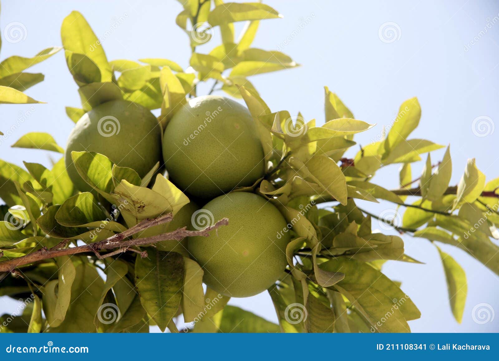 Citrus tree stock image. Image of harvest, twig, balls - 211108341