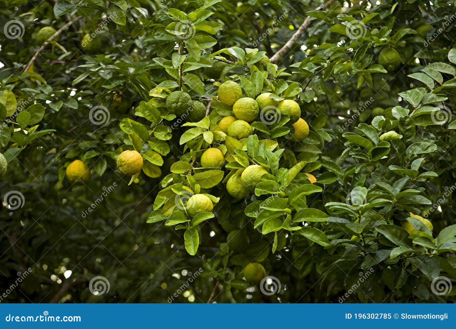 Citrus Tree in Manu National Park in Peru Stock Image - Image of leaf ...