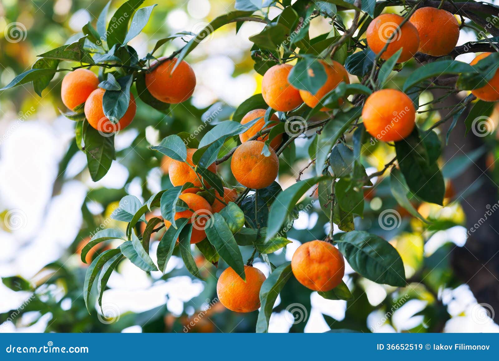 Citrus tree in orchard stock image. Image of citrus, farm - 36652519