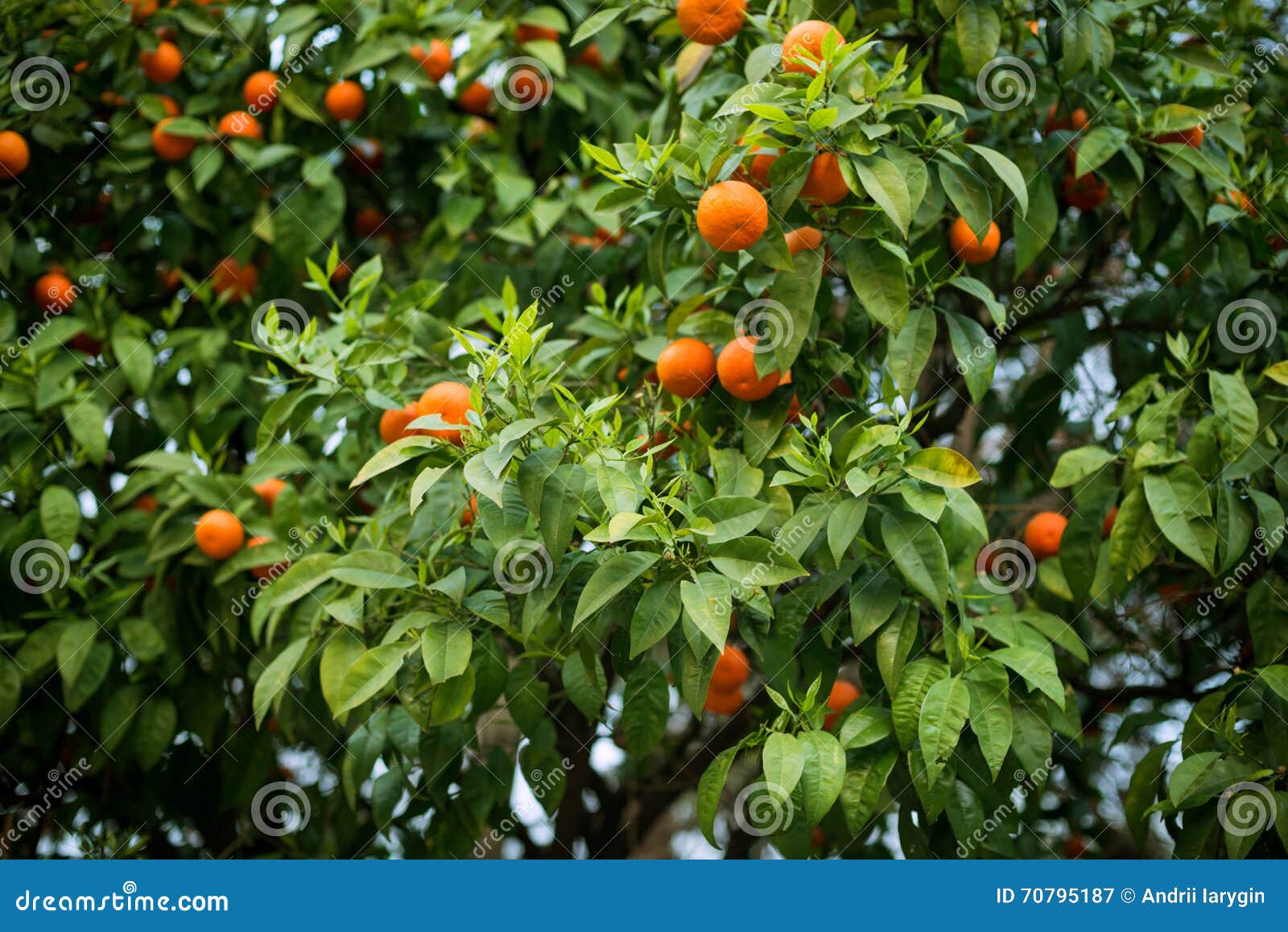 Citrus tree stock image. Image of vitamin, ripe, healthy - 70795187