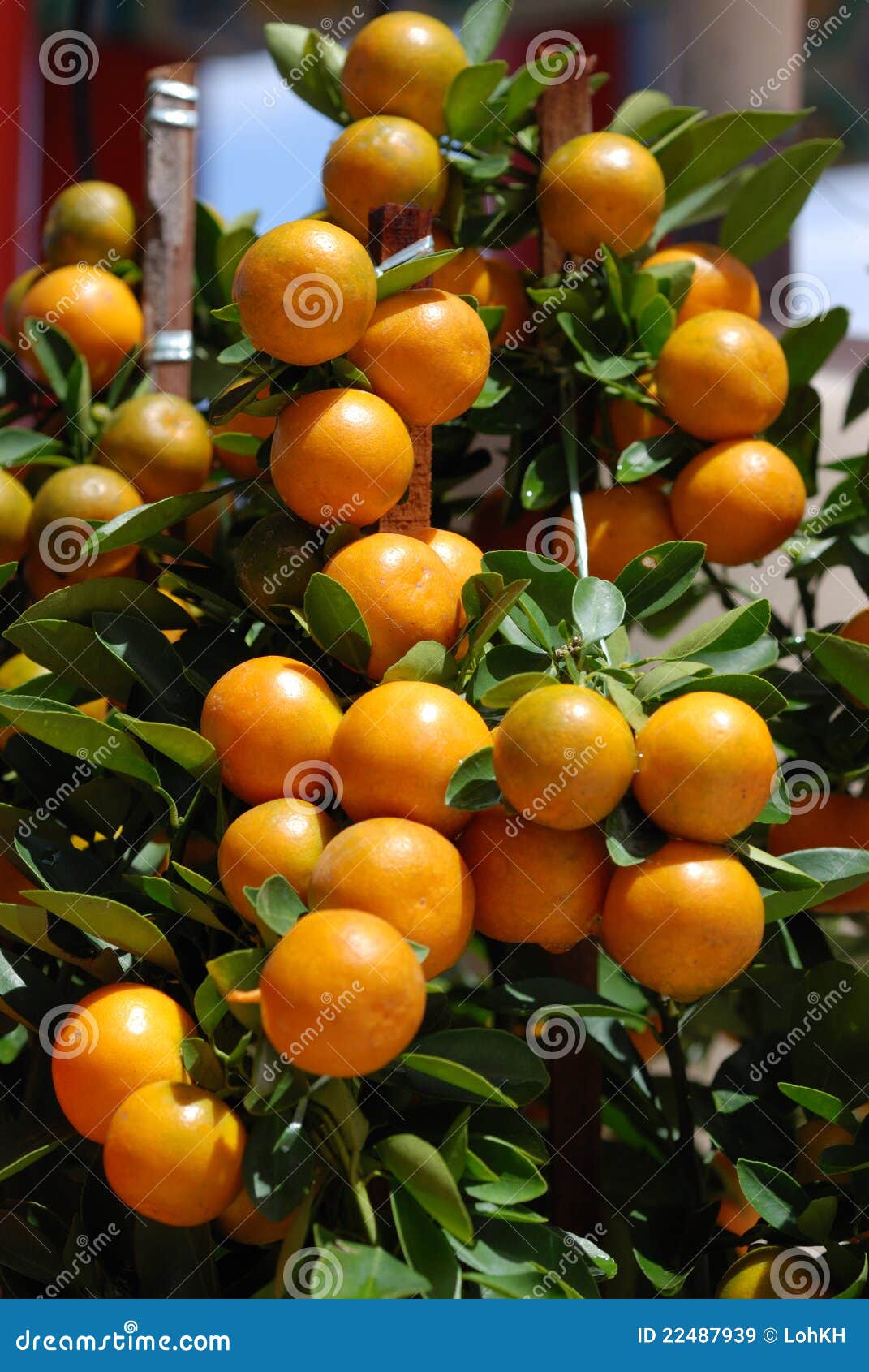 Citrus Tree with Ripe Tangerines Stock Image - Image of closeup ...