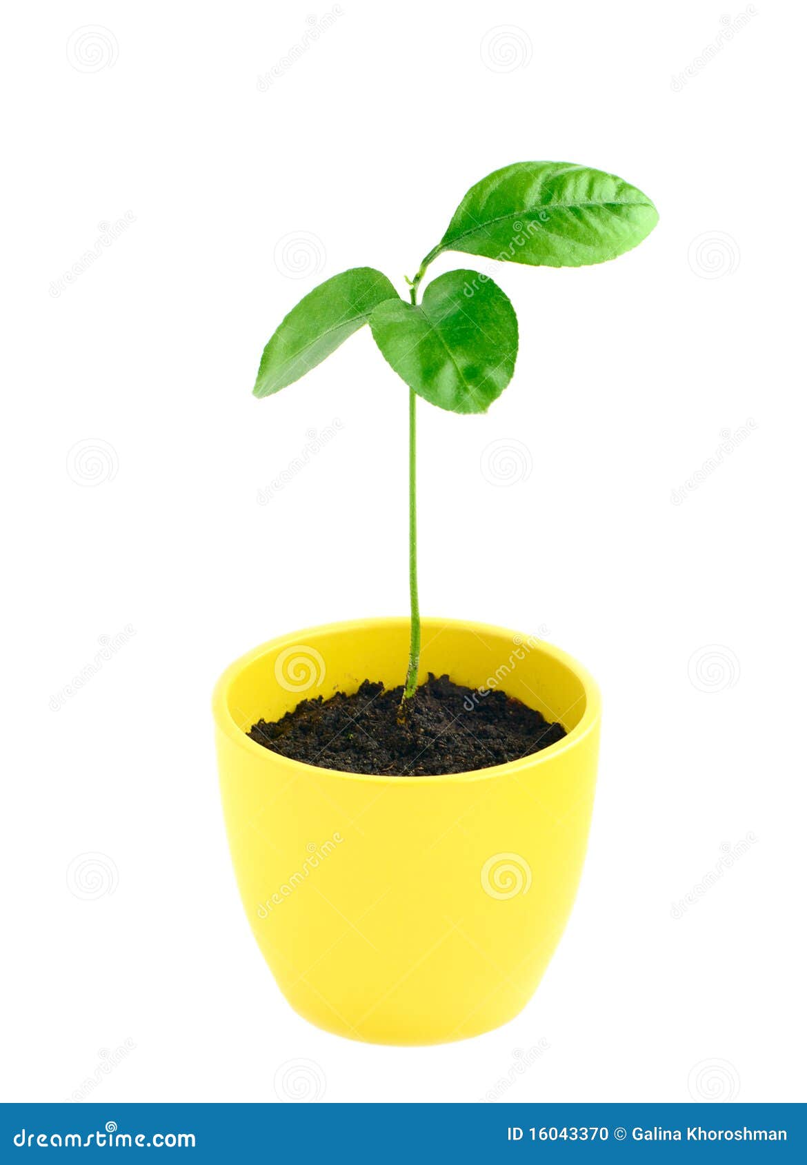 Citrus tree sprout in pot stock photo. Image of white - 16043370
