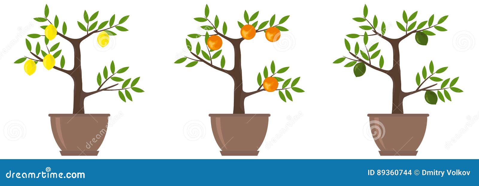 Citrus Trees stock illustration. Illustration of folder - 89360744