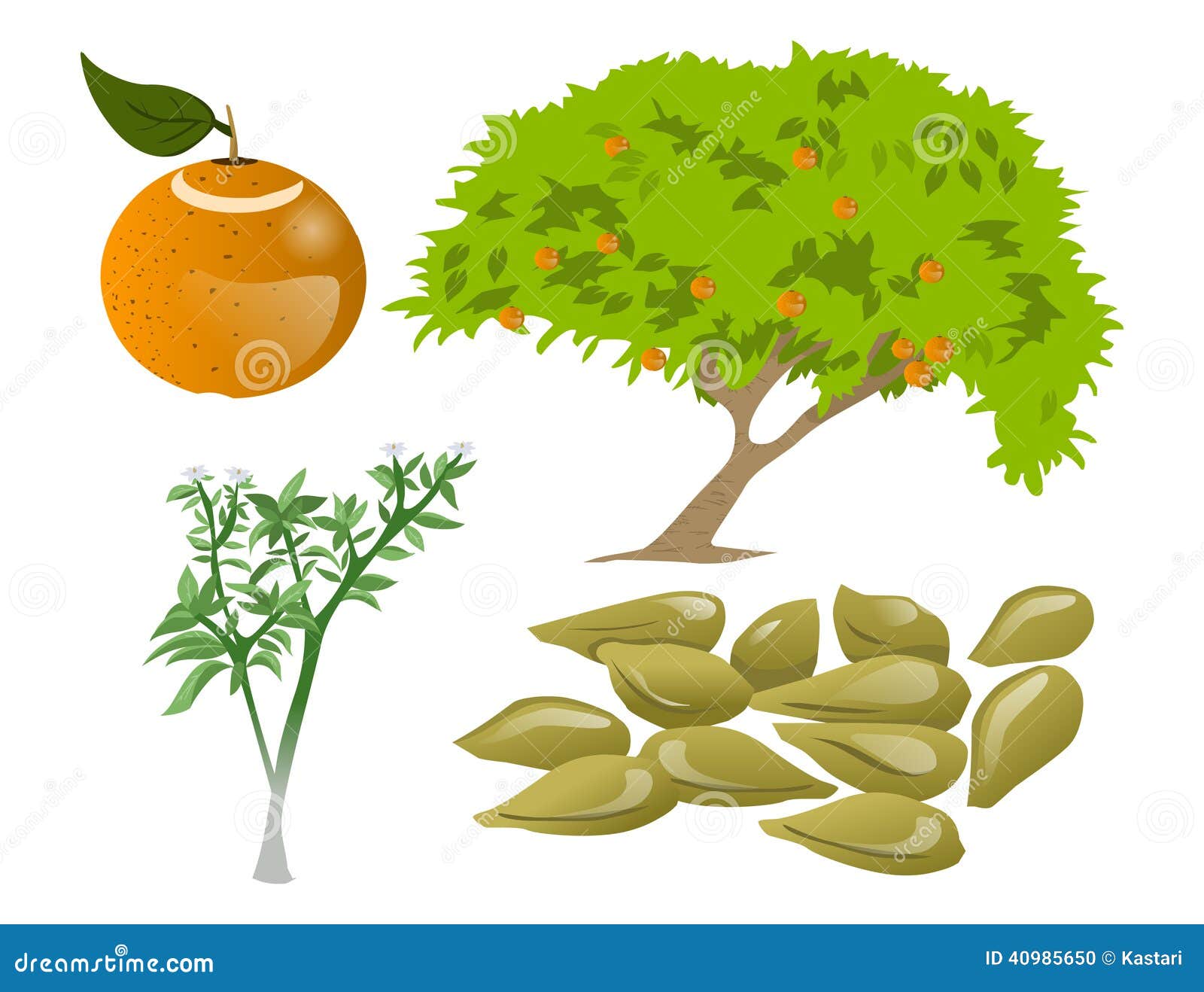 Citrus trees stock vector. Illustration of nature, plants - 40985650