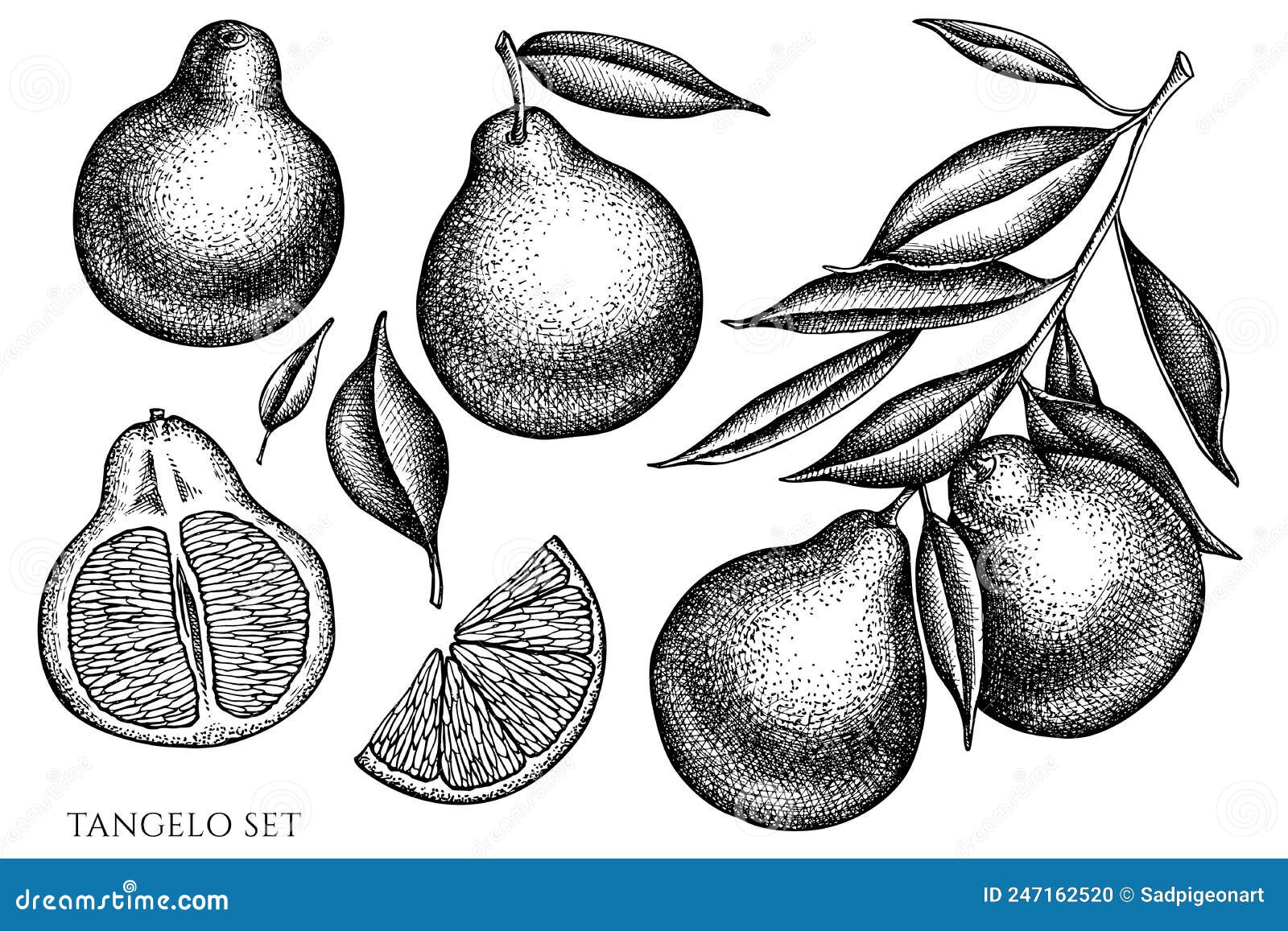 Citrus Vintage Vector Illustrations Collection. Black and White Tangelo ...