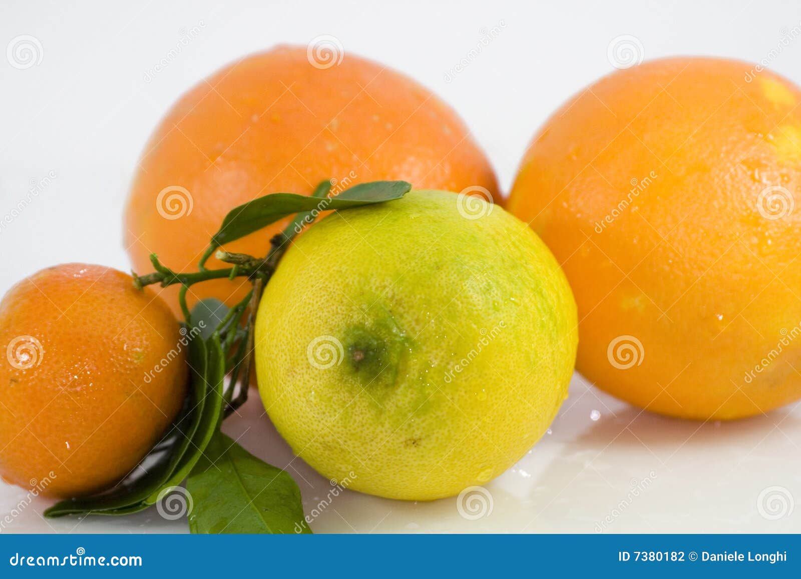 Citruses - Lemon stock photo. Image of citrus, calabria - 7380182