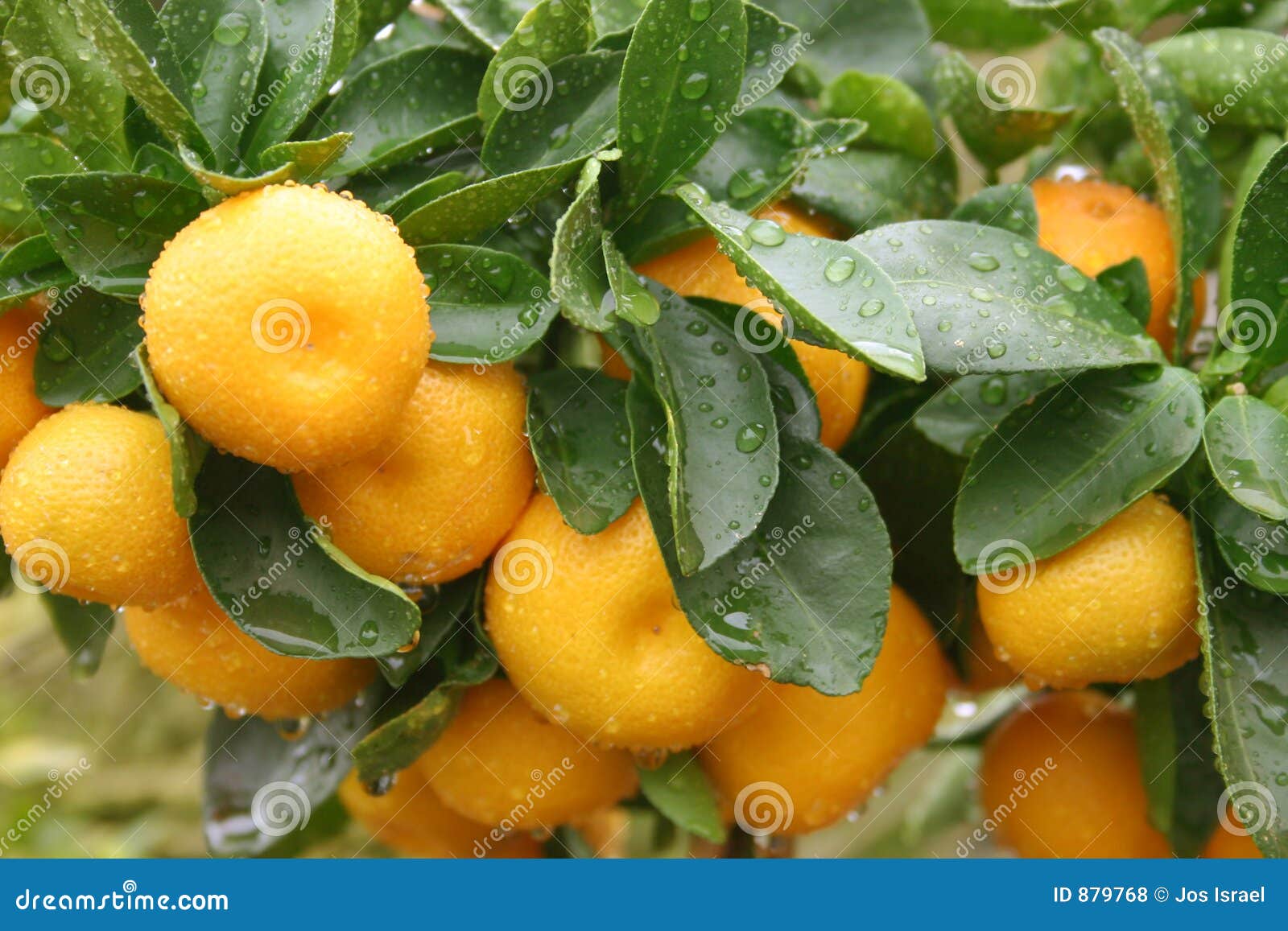 Citrusvrucht stock foto. Image of kinderdagverblijf, blad - 879768