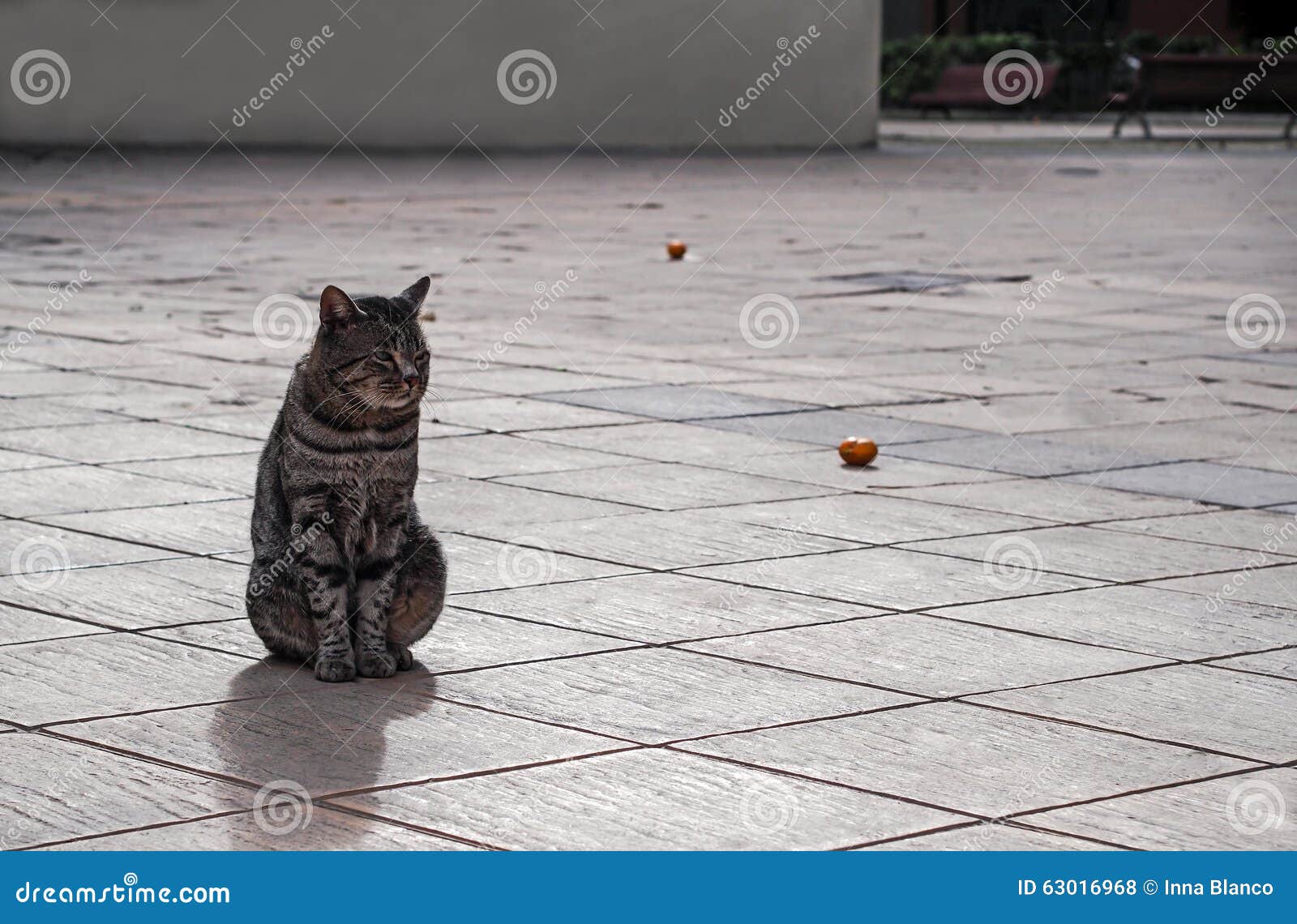 City Animals - Lone Cat in the Middle of Square Stock Photo - Image of ...