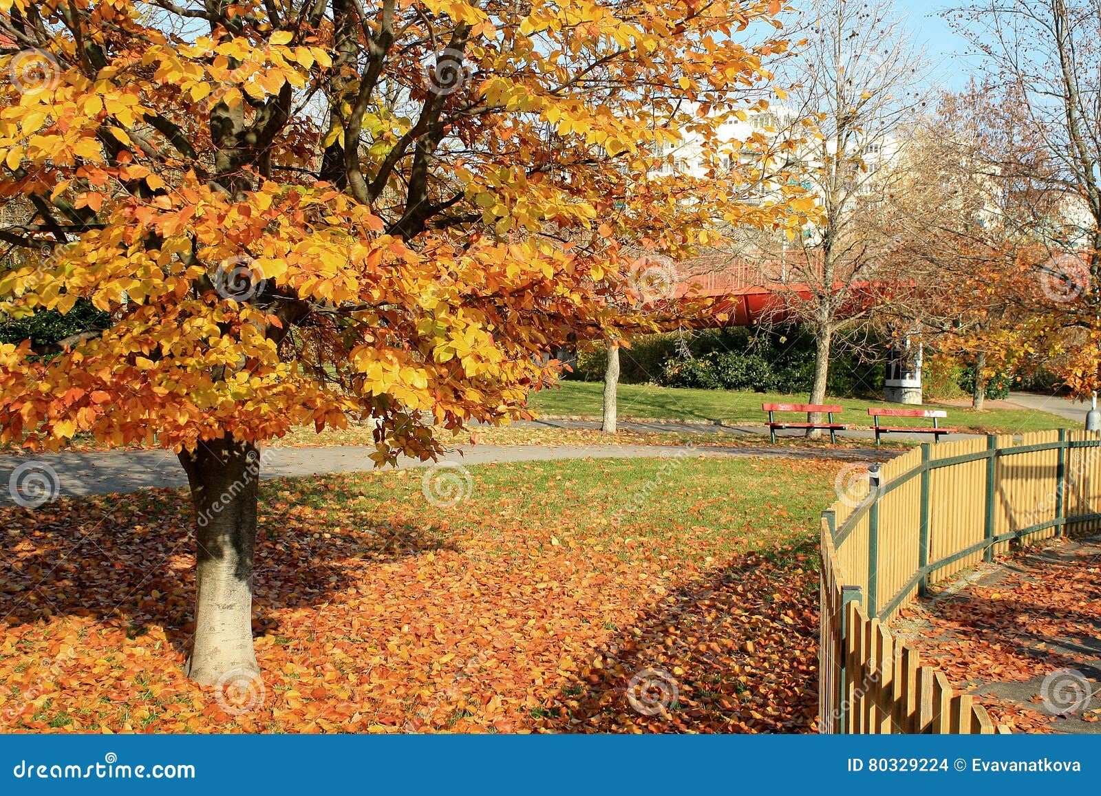 CITY in AUTUMN stock photo. Image of foliage, autumn - 80329224