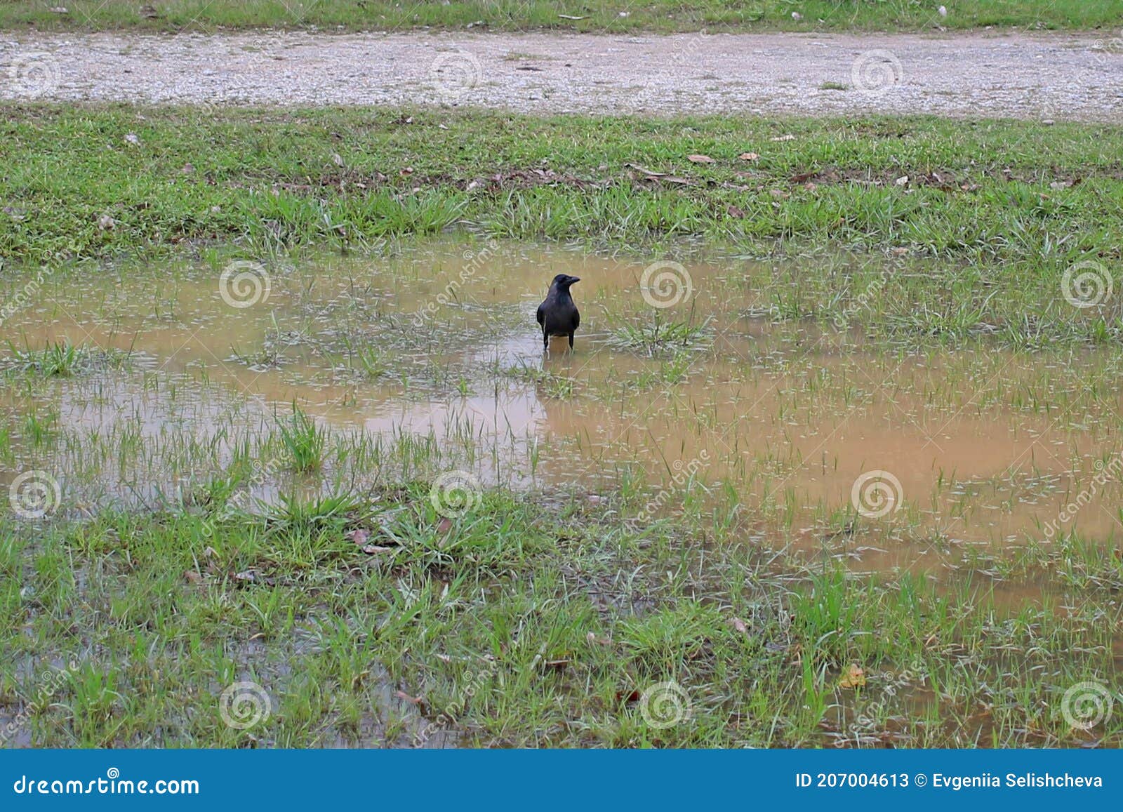 A crow in a puddle stock image. Image of city, puddle - 207004613