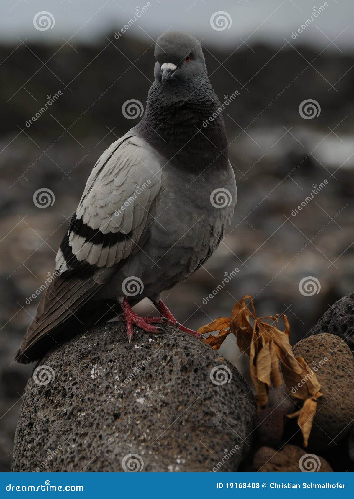 City Dove on a Stone stock photo. Image of wildlife, dove - 19168408