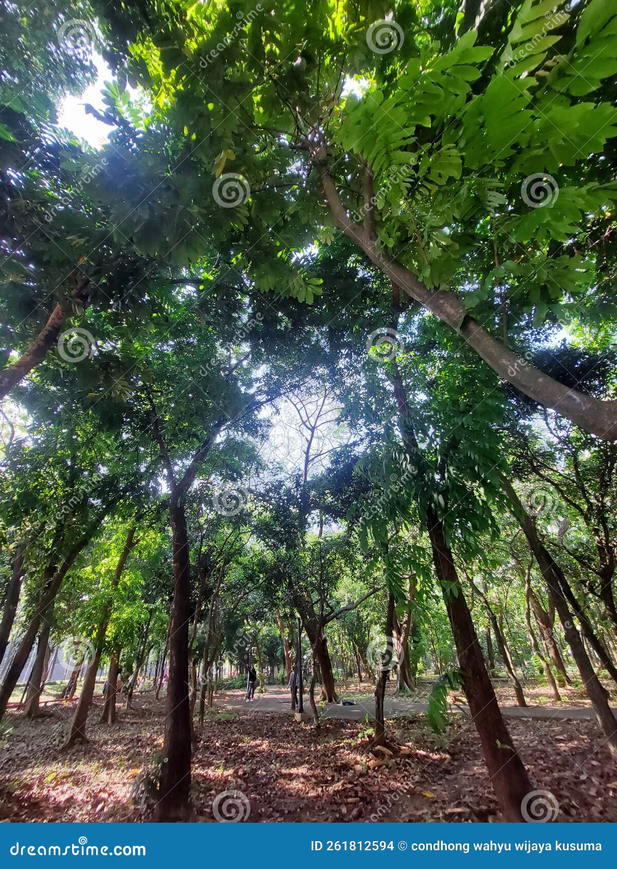 City forest in jakarta stock photo. Image of life, indonesia - 261812594