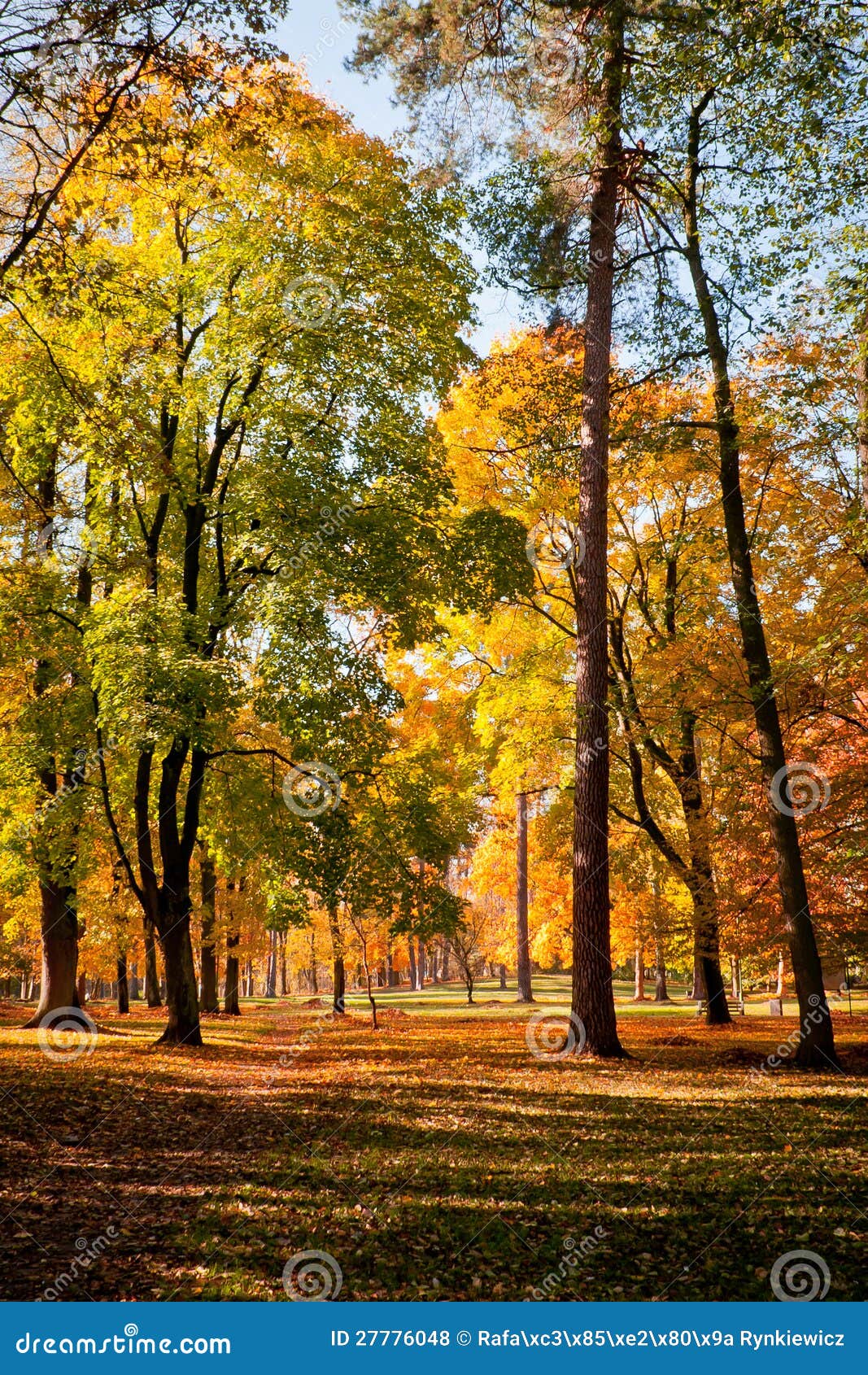 City park in autumn stock photo. Image of ecology, photosynthesis ...
