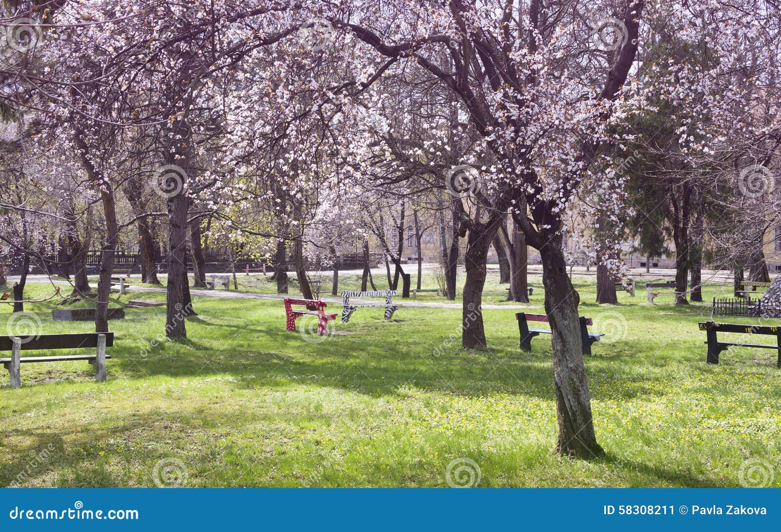 City Park with Blossoming Trees in Spring Stock Image - Image of bench ...