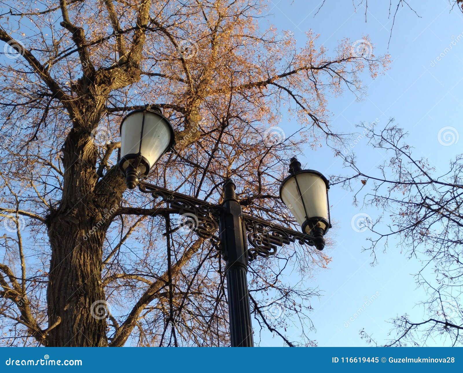 City Park. Great Tree and Lamp Post Stock Image - Image of sunlight ...