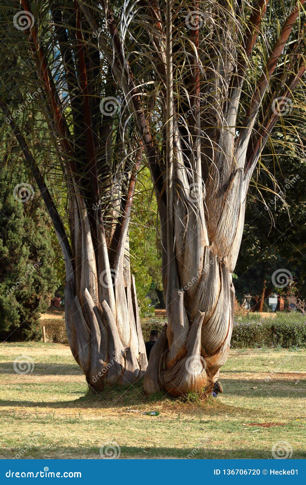 The city park of Harare stock photo. Image of floral - 136706720