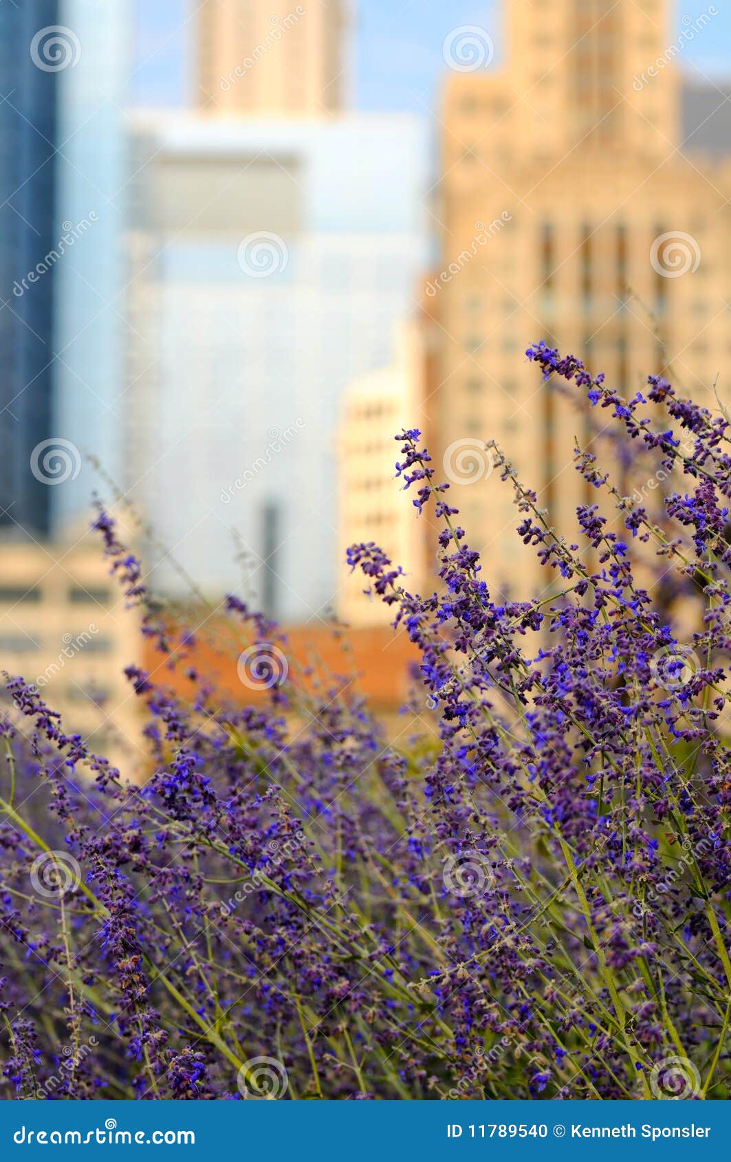City park lavender stock photo. Image of blossom, building - 11789540