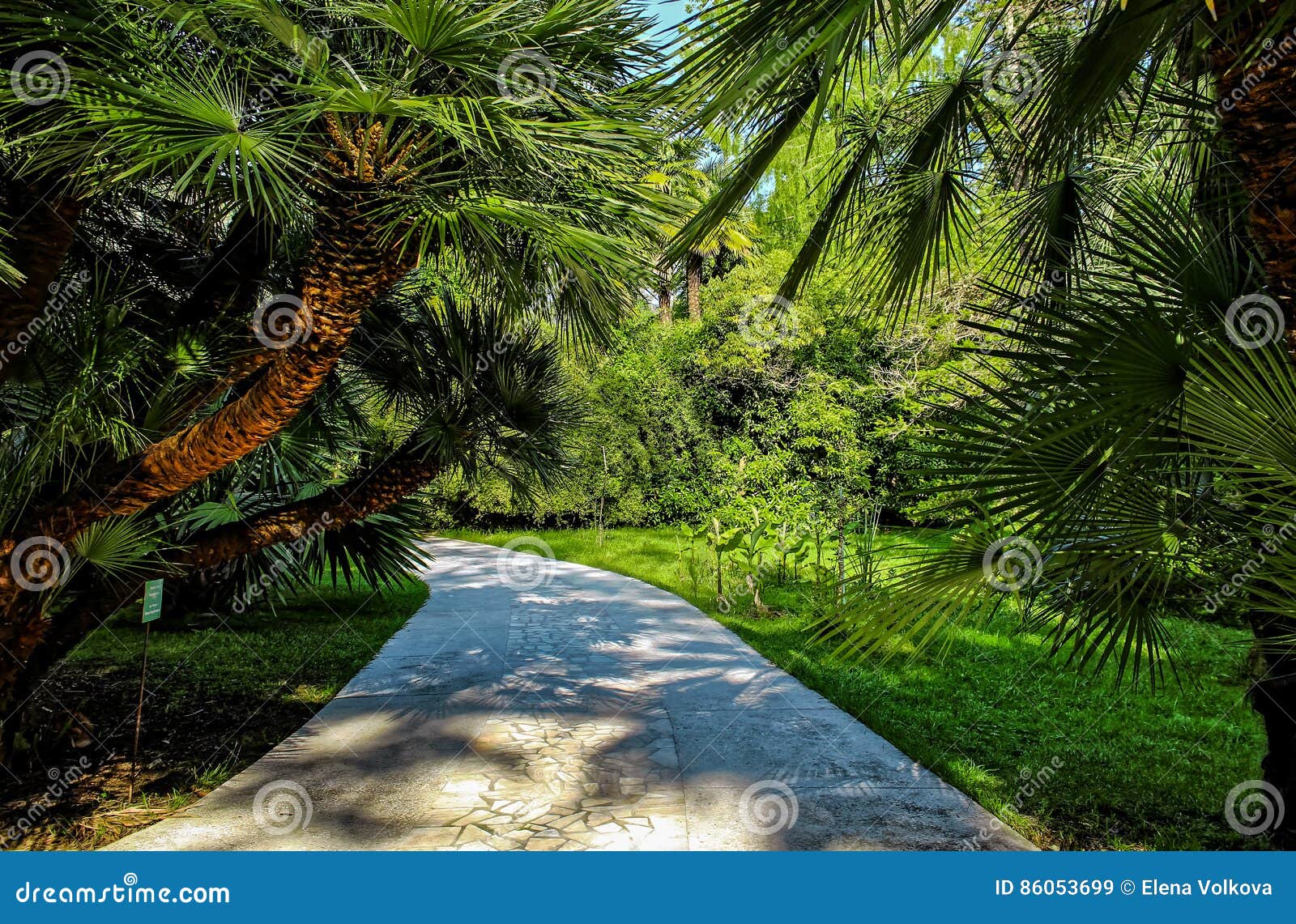 City Park Path through Palm Trees Stock Image - Image of europe, nature ...