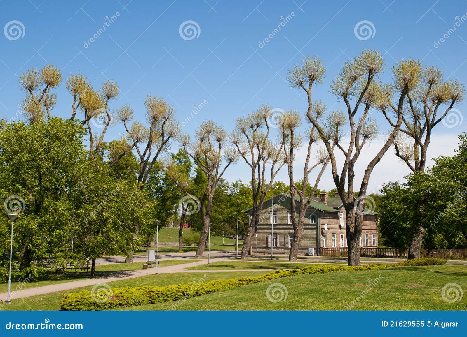 City Park with Strange Trees Stock Image - Image of tree, sidewalk ...