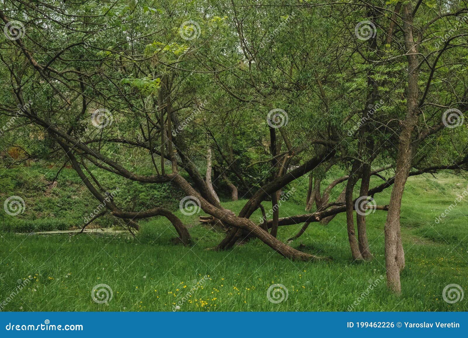 City Park , Tangled Tree Trunks in the Meadow Stock Photo - Image of ...