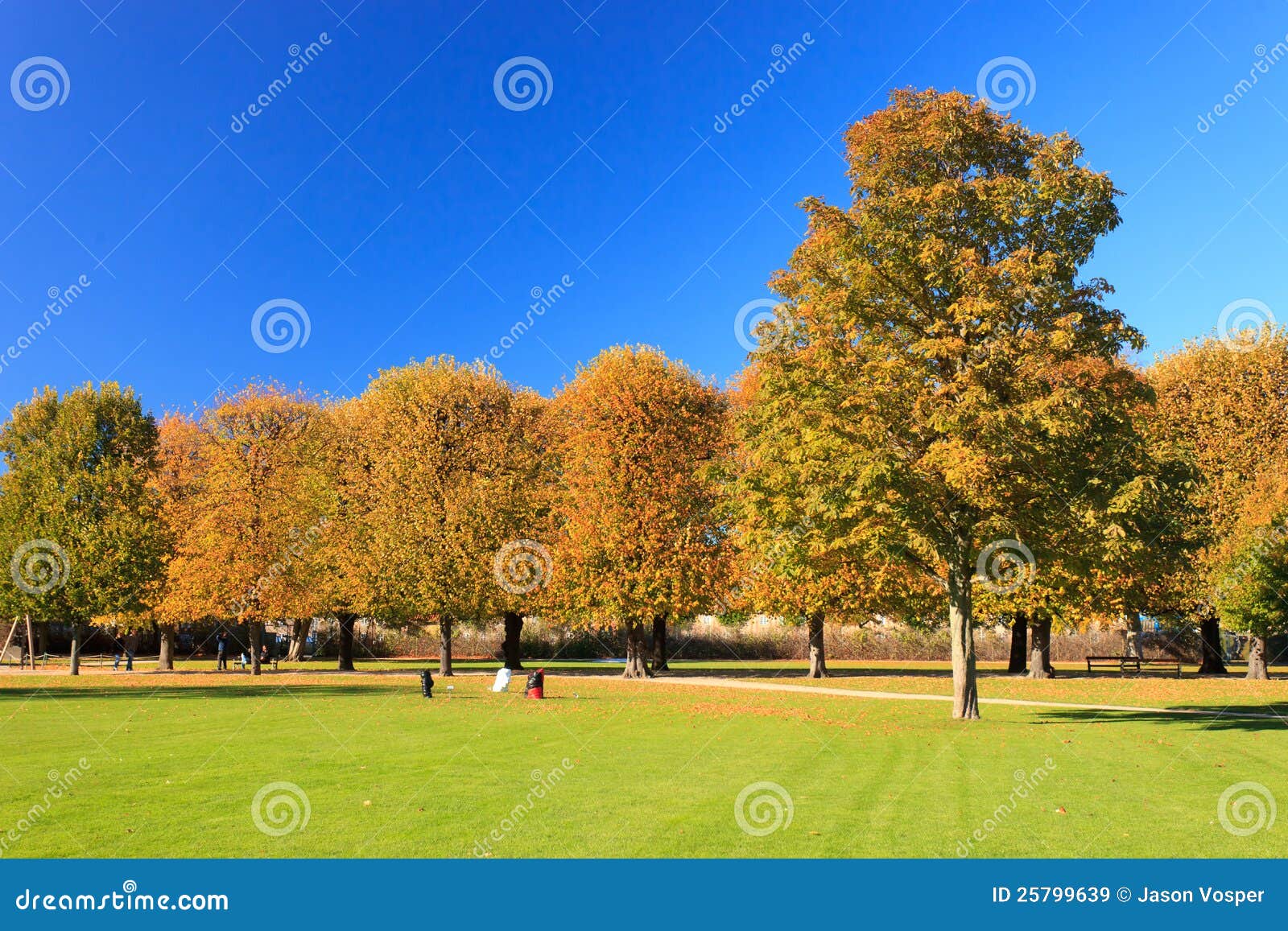 City park and tree stock image. Image of fall, tall, trunk - 25799639