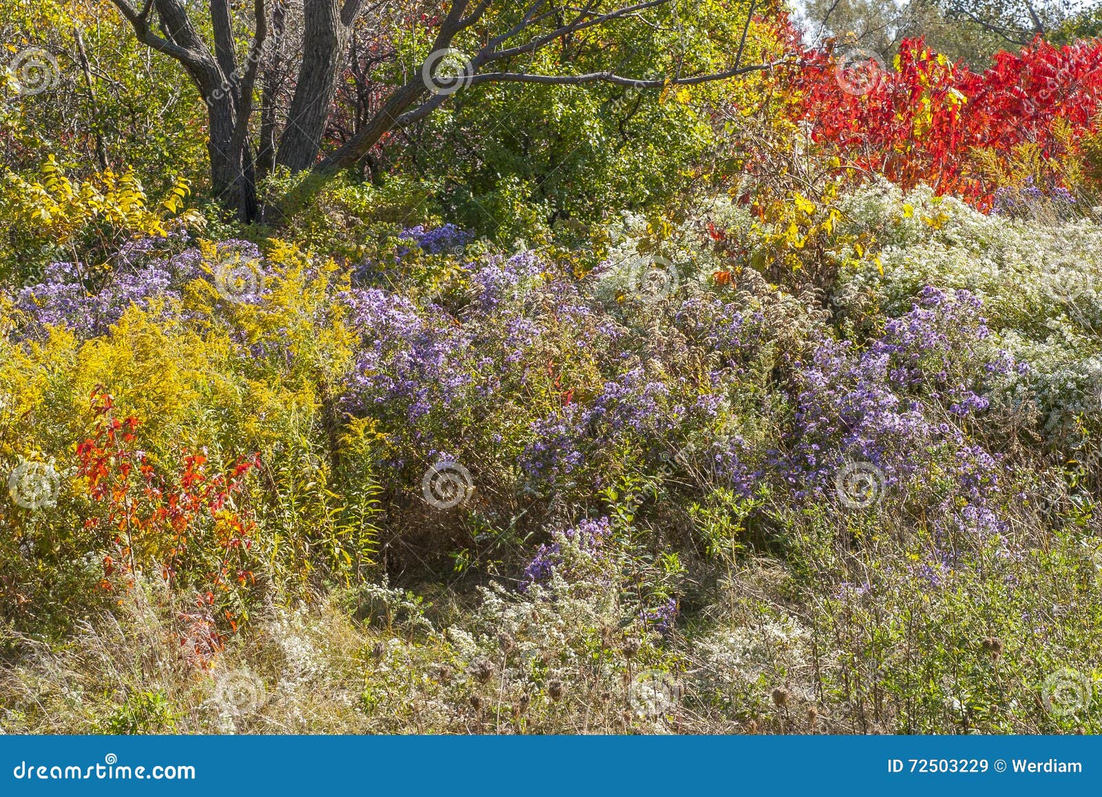 Wild Plants - Green Background Of Horsetail Or Tolkachik Or Equisetum ...