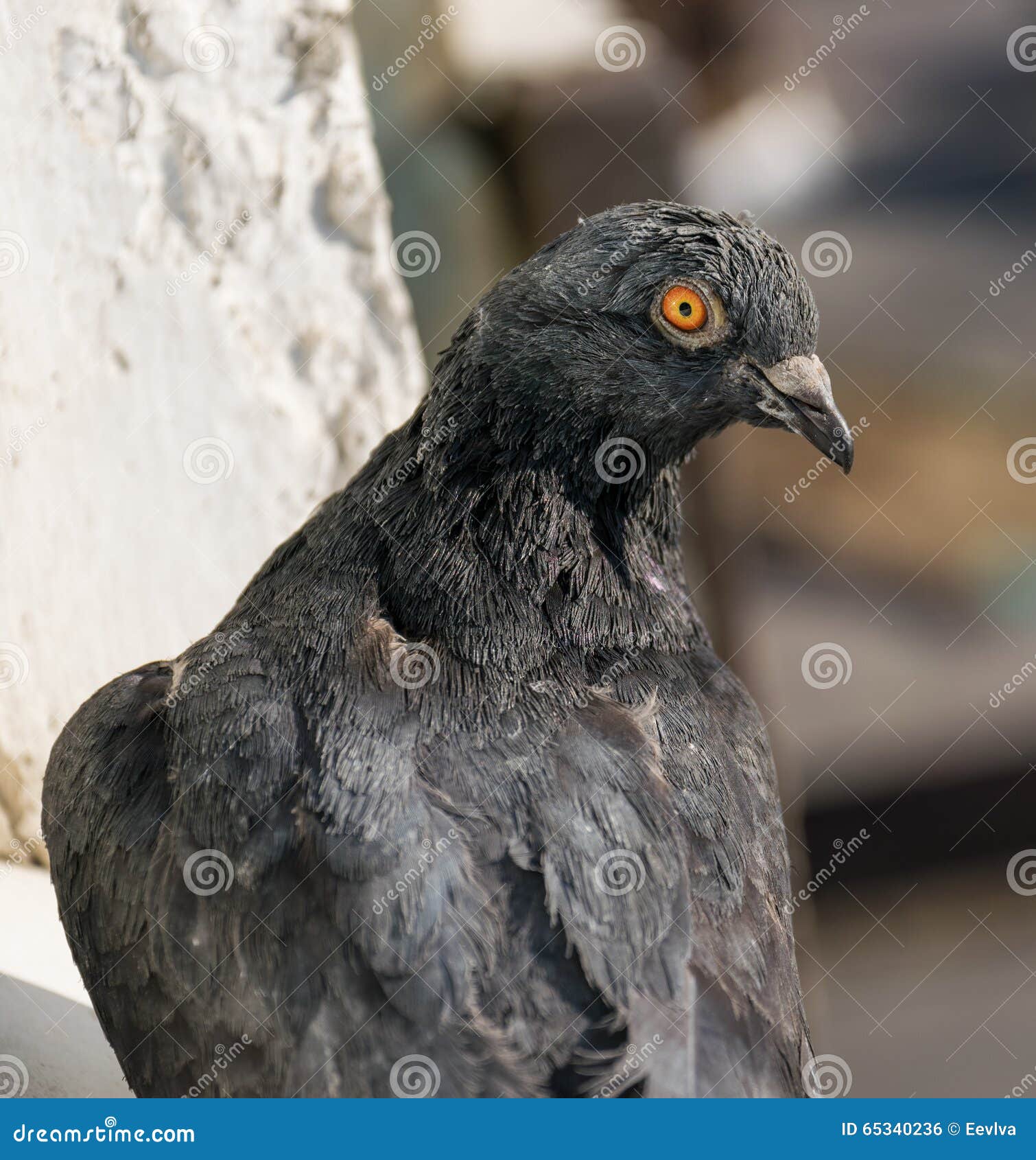 City pigeon closeup. stock photo. Image of copy, peace - 65340236