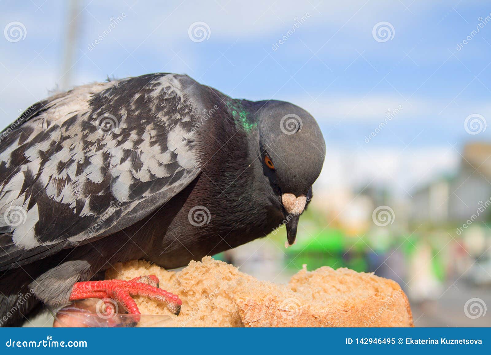 The City Pigeon Pecks Bread from Hands, a Close Up Stock Image - Image ...