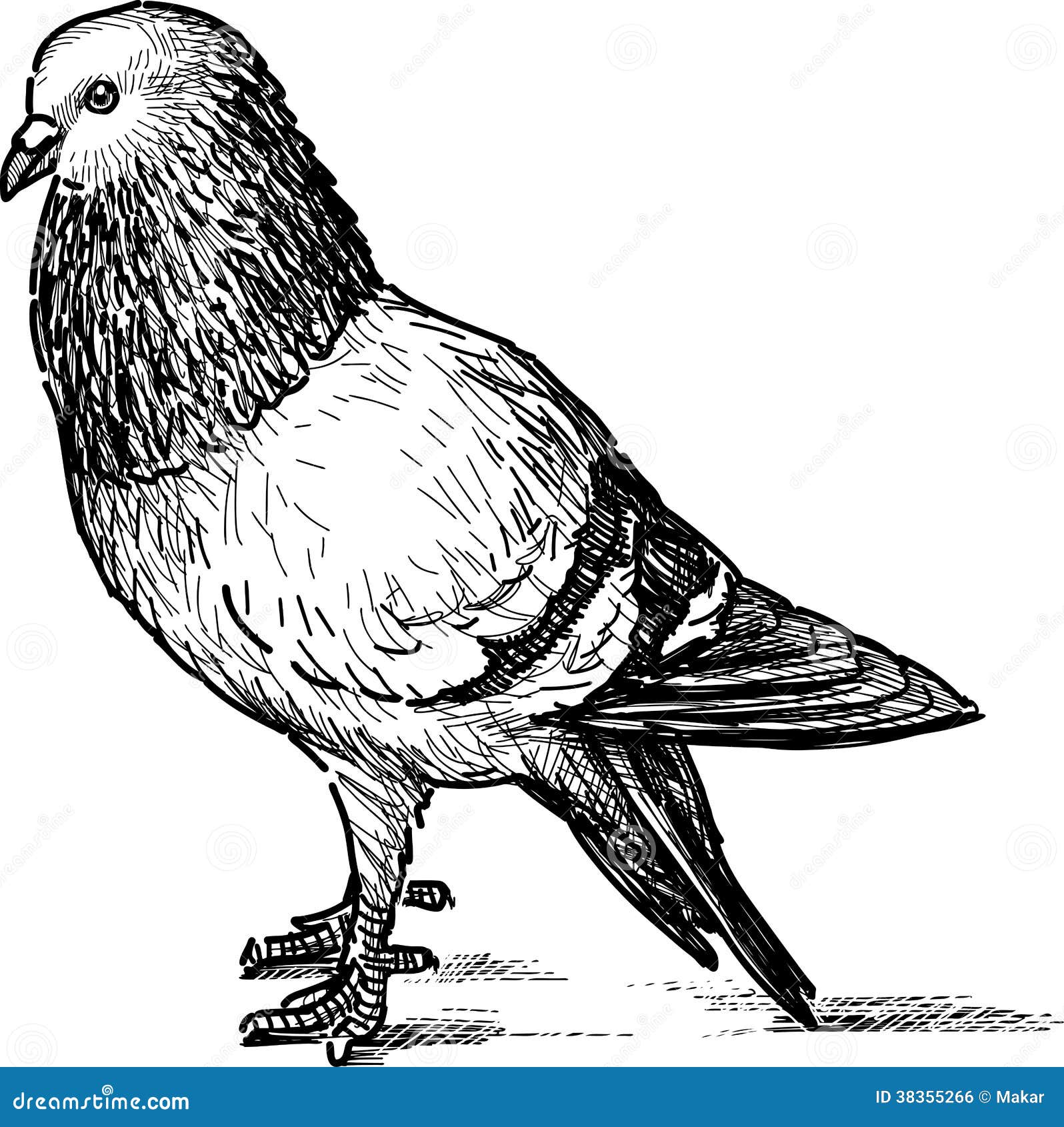 City Pigeon Drawing