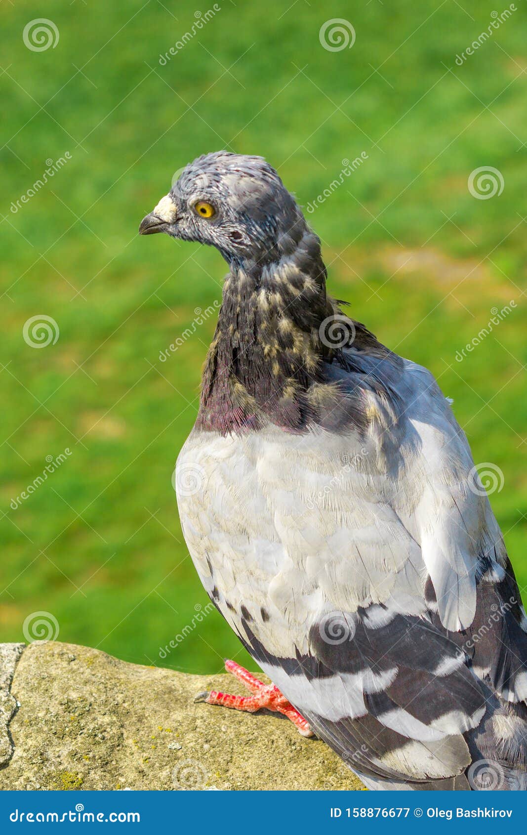 City Pigeon, View from the Back Stock Image - Image of lifestyle, bird ...