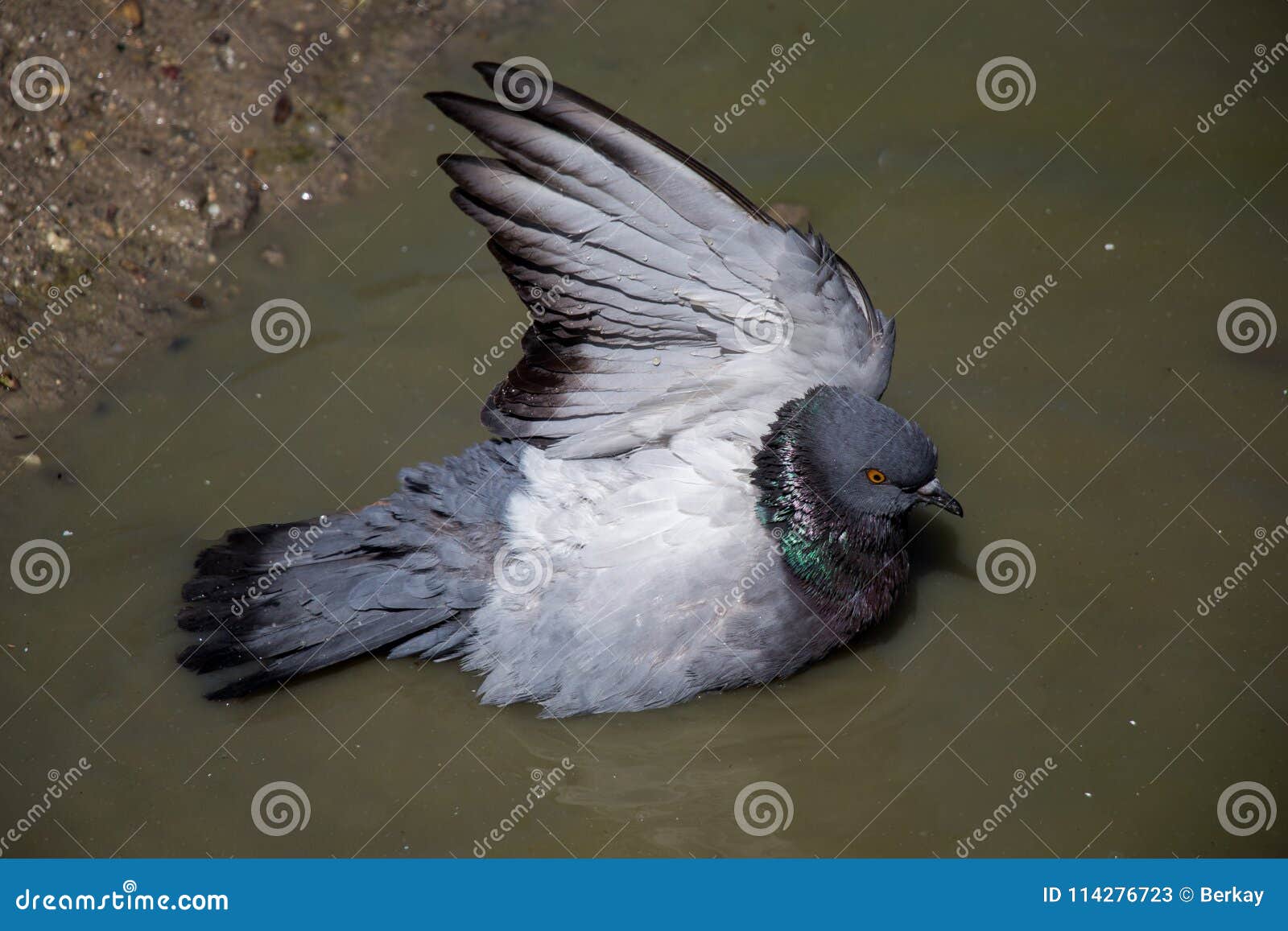 City Pigeons Bath in Muddy Water Stock Image - Image of grey, city ...