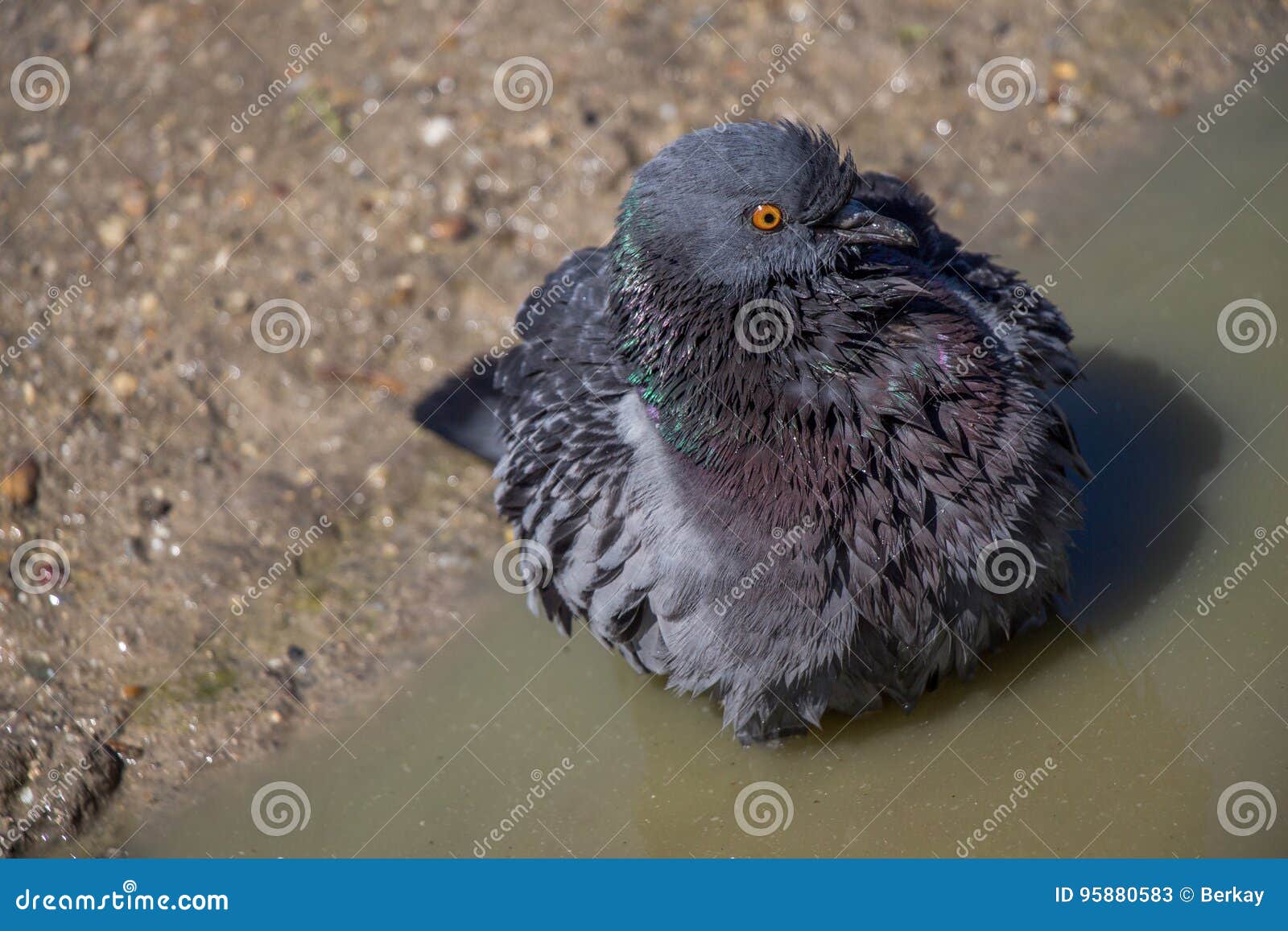 City Pigeons Bath in Muddy Water Stock Image - Image of grey, pigeon ...