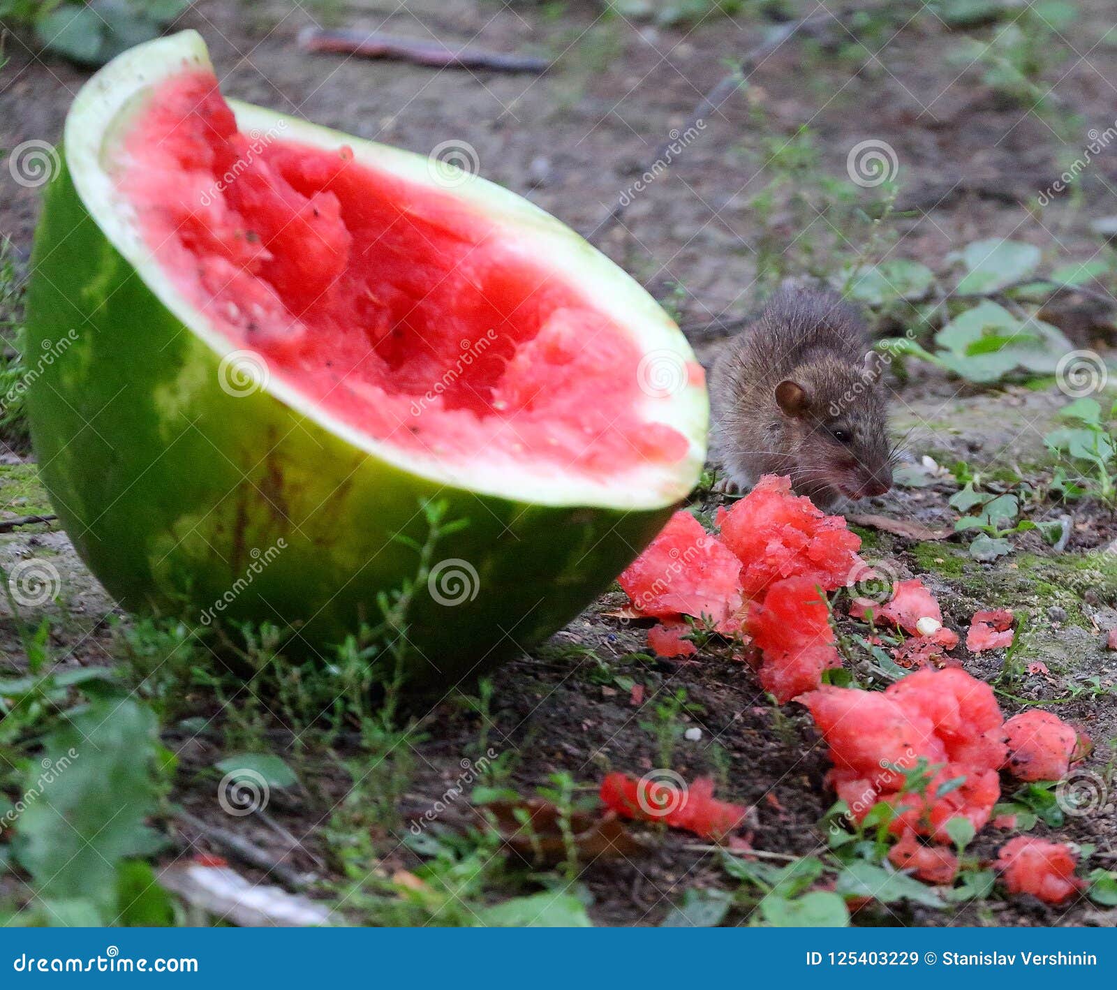 City rat with watermelon stock image. Image of city - 125403229