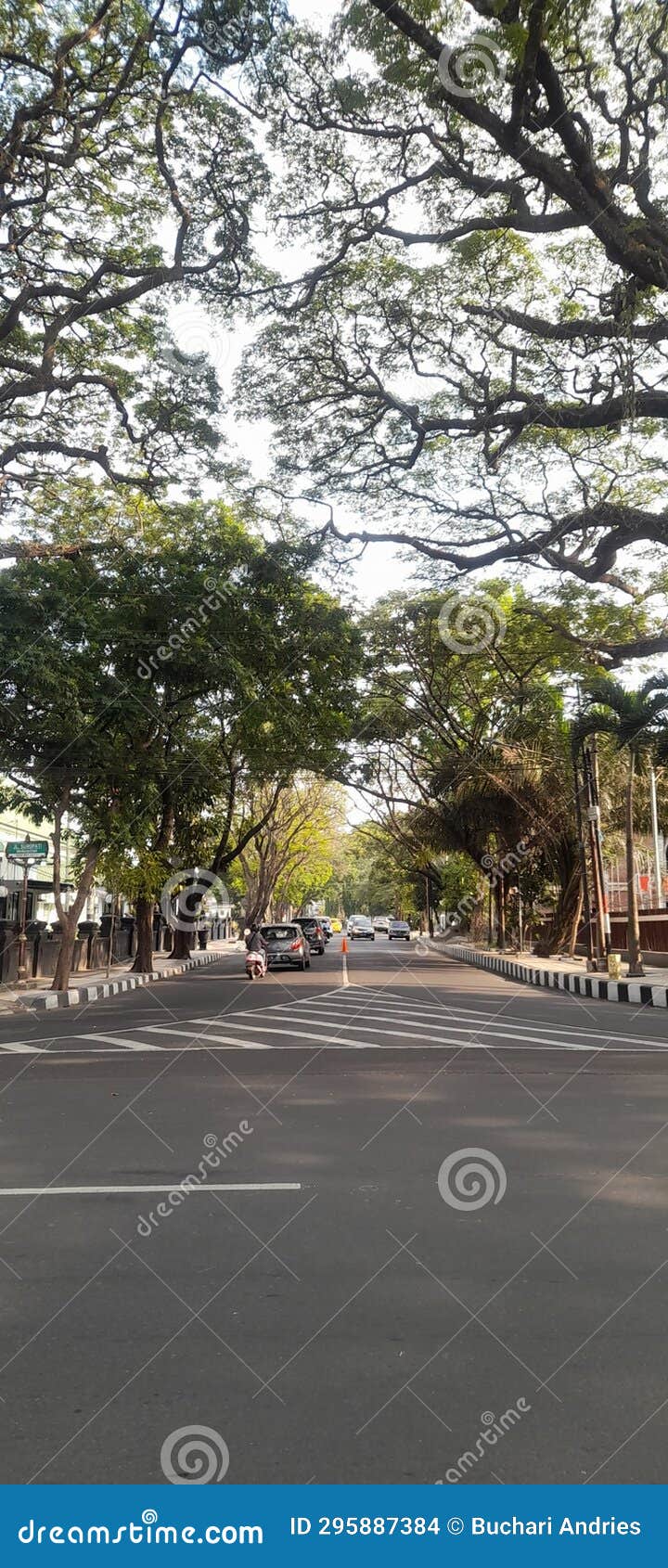 A City Road with Big Trees in Morning Activity Stock Photo - Image of ...