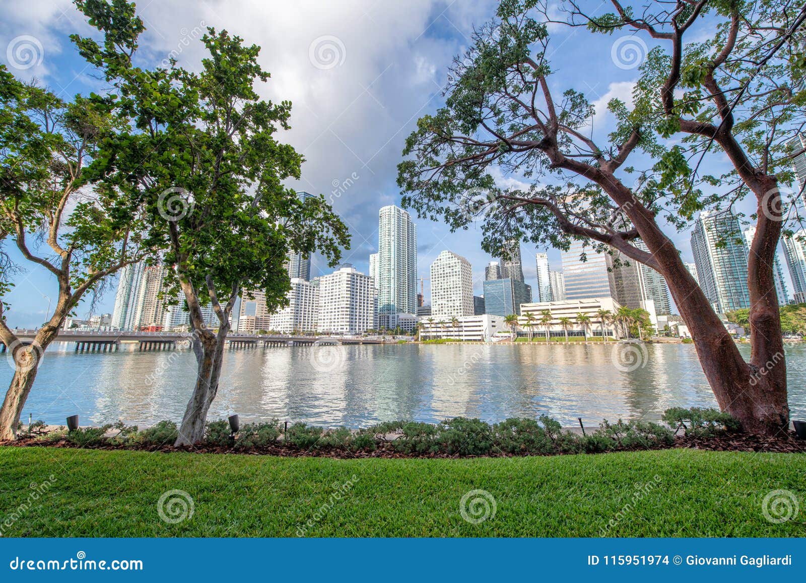 City Skyline Framed by Tree Branches Shadows Stock Photo - Image of ...