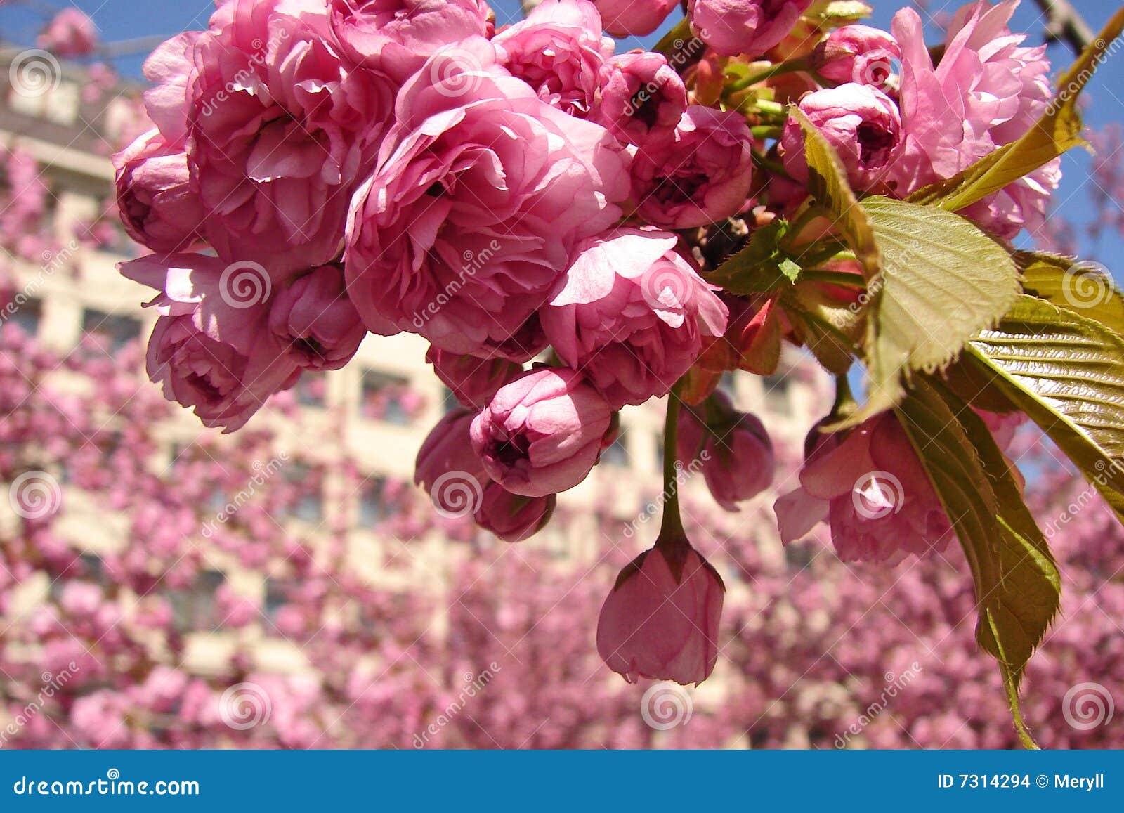 City spring environment stock photo. Image of garden, environment - 7314294