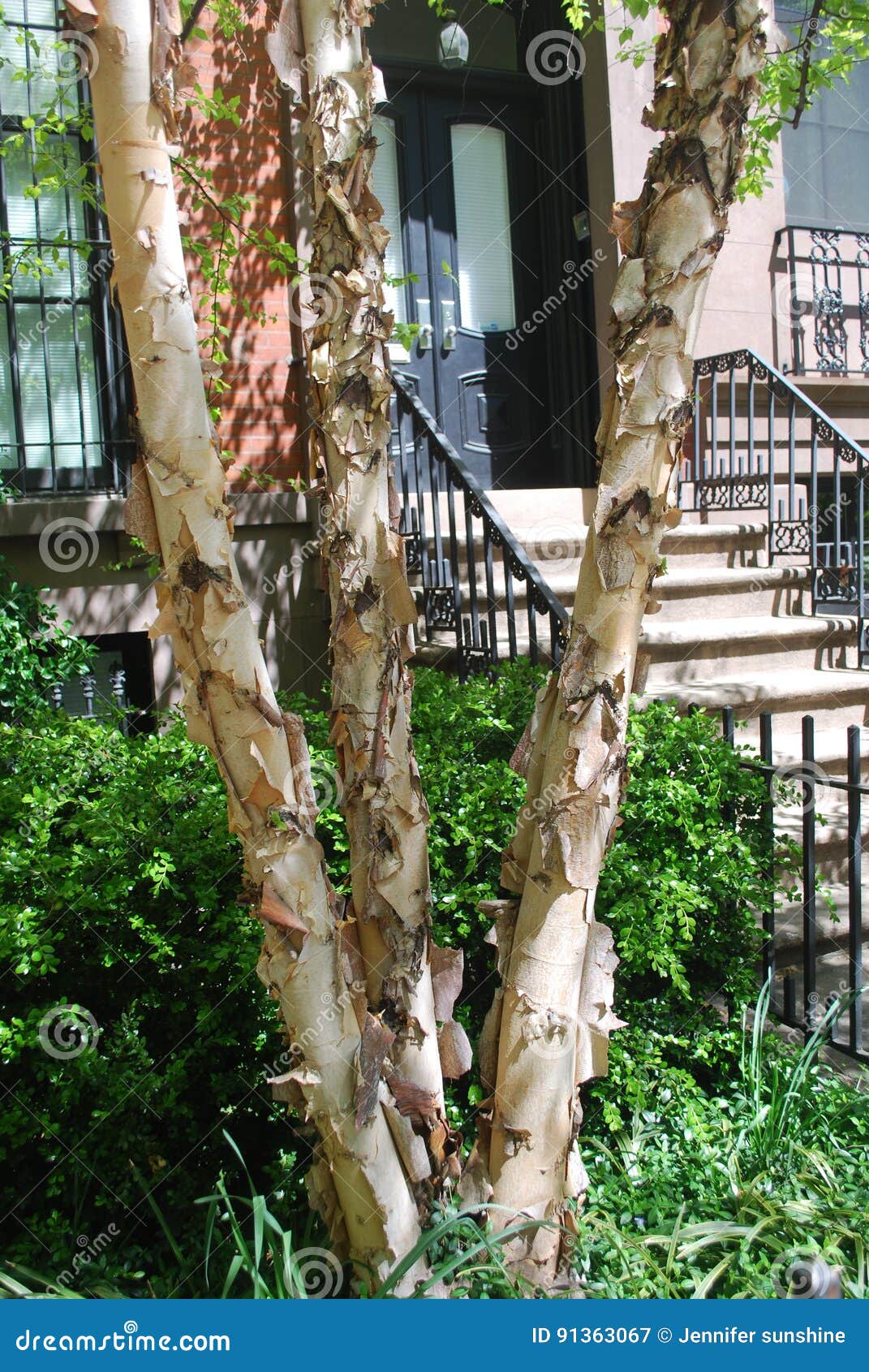 City stoop with trees stock image. Image of home, door - 91363067