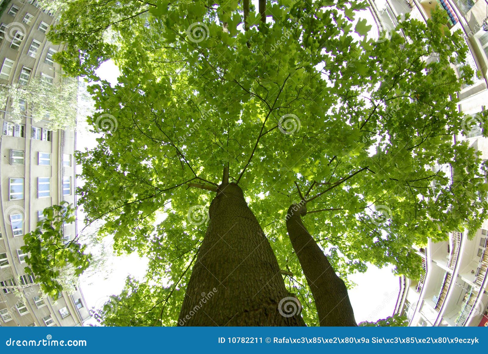 City tree stock image. Image of buildings, leaf, street - 10782211