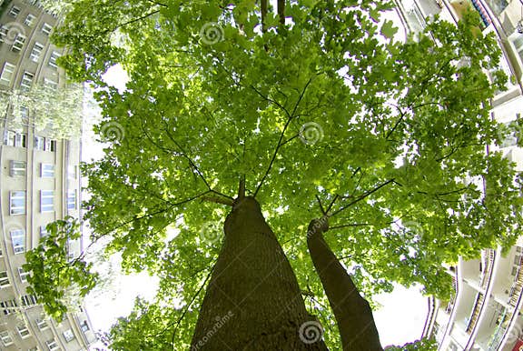 City tree stock image. Image of buildings, leaf, street - 10782211