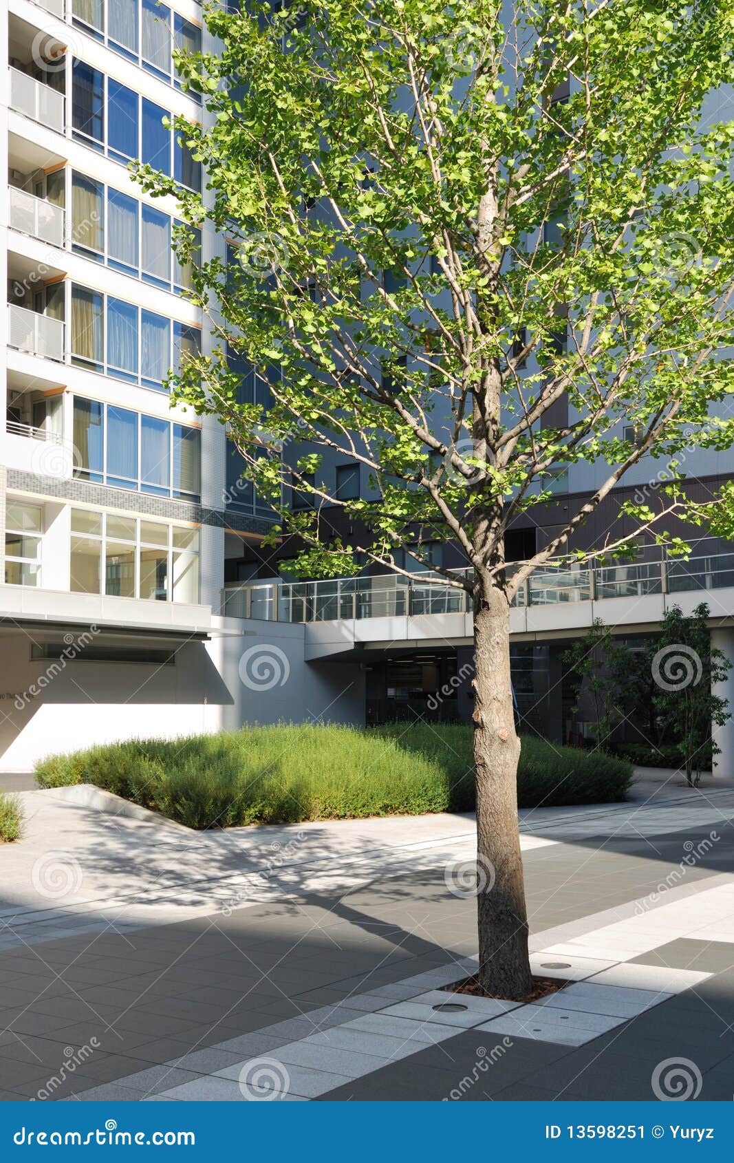 City tree stock image. Image of bright, street, environment - 13598251