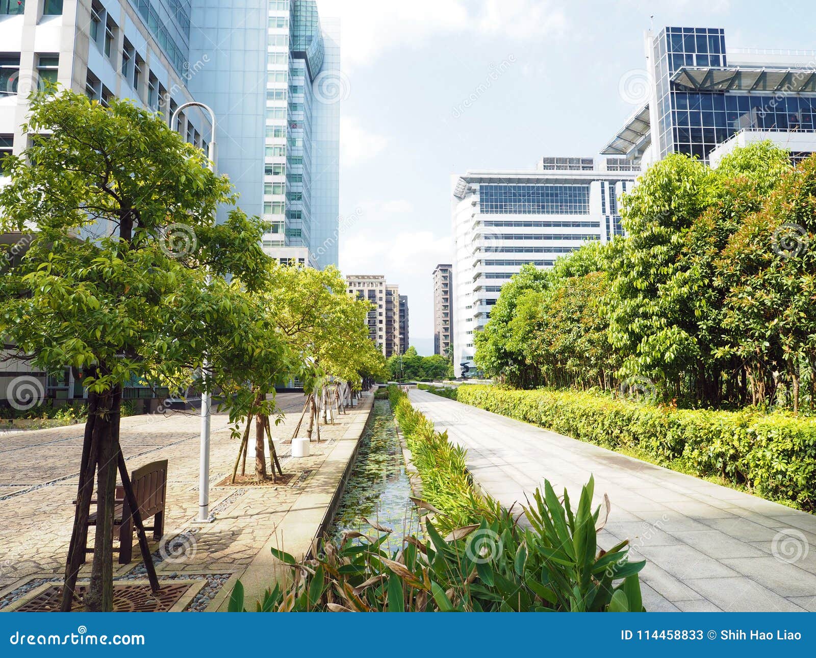 City tree stock image. Image of trees, landscape, modern - 114458833