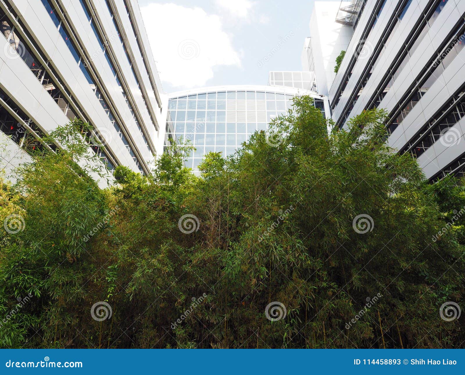 City tree stock image. Image of landscape, scene, city - 114458893