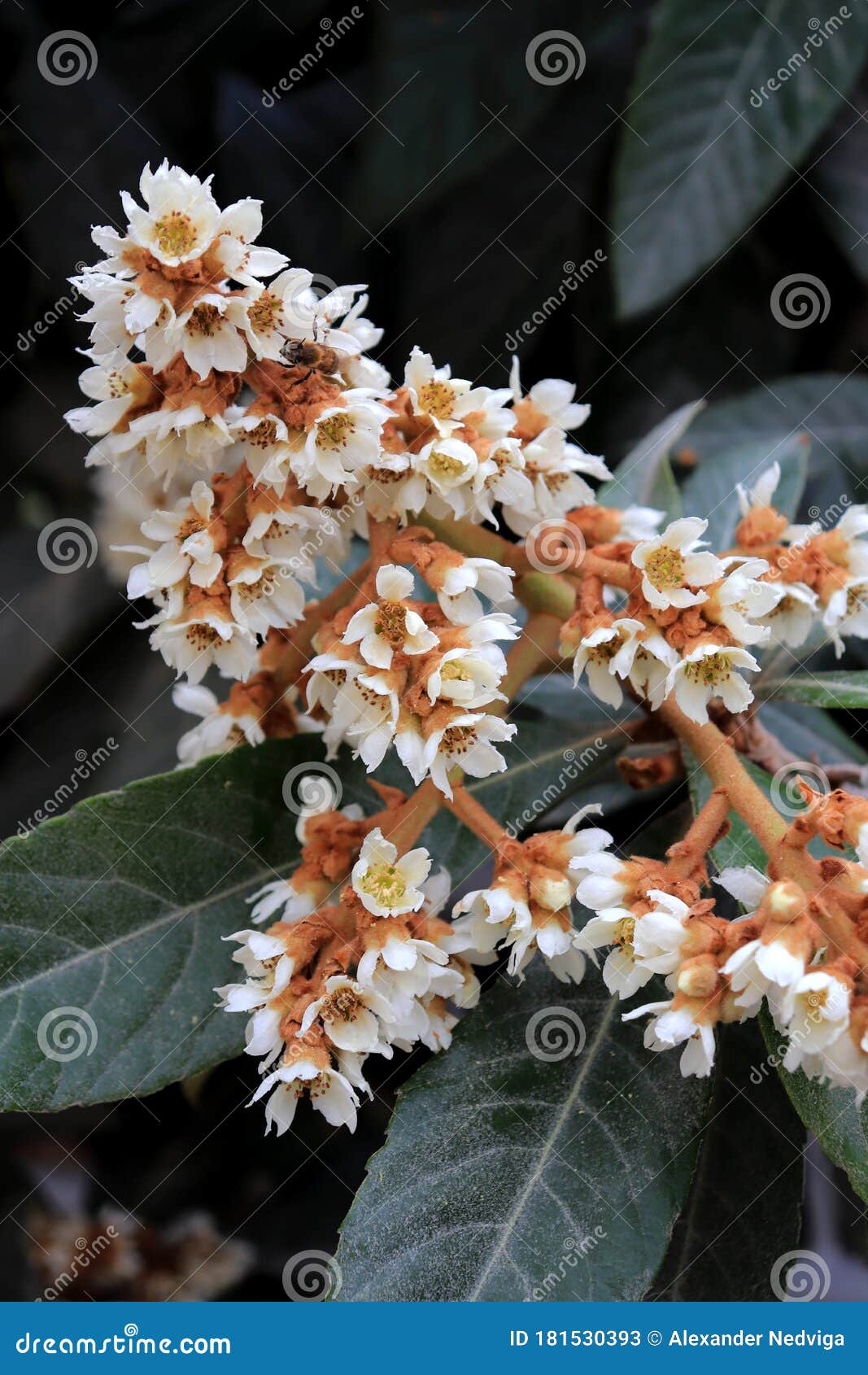 City tree white flowers stock image. Image of flower - 181530393