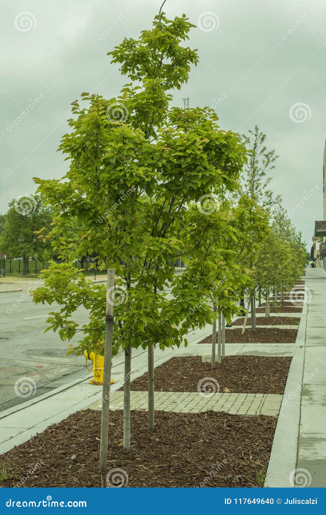 City trees stock photo. Image of road, summer, development - 117649640